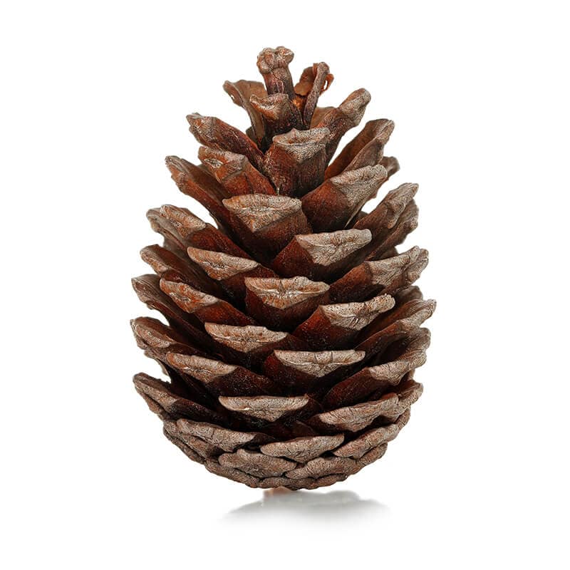 Terrarium Decor - Eco Fresh World