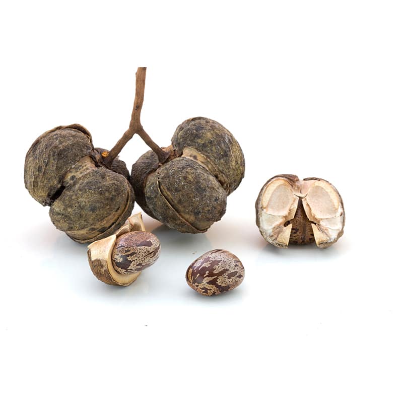 Terrarium Decor - Eco Fresh World