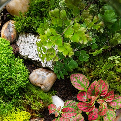 Terrarium Decor - Eco Fresh World