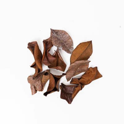 Leaf Litter - Eco Fresh World